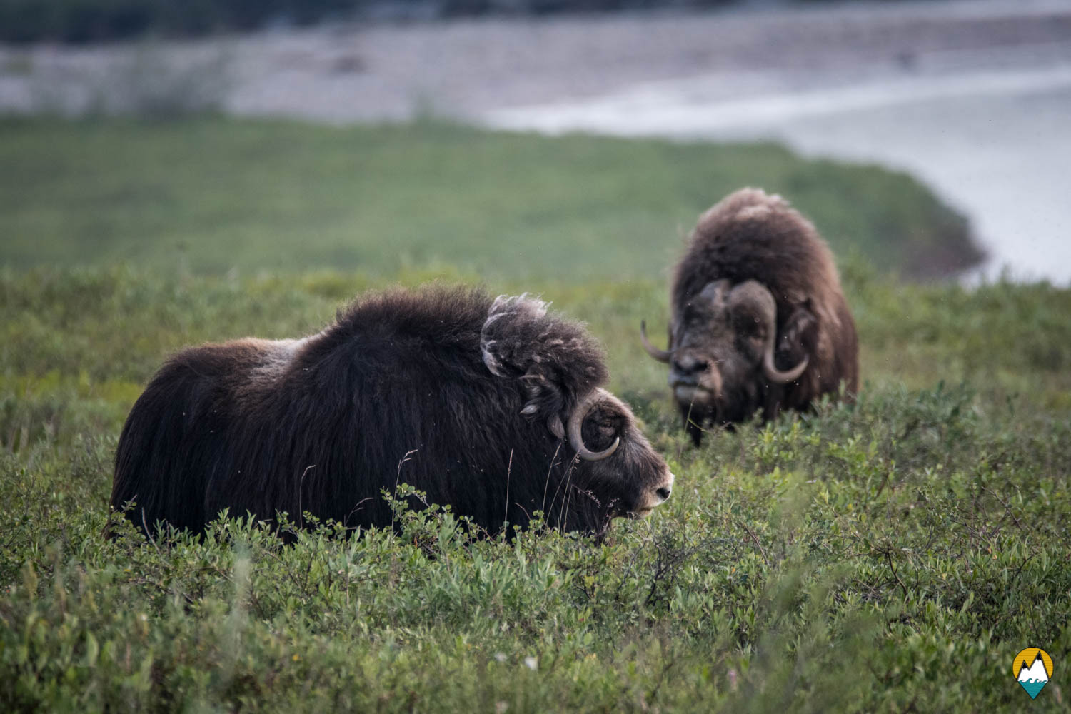 Sauvage # 9 - L’Alaska, la dernière frontière... | Fourgonlesite